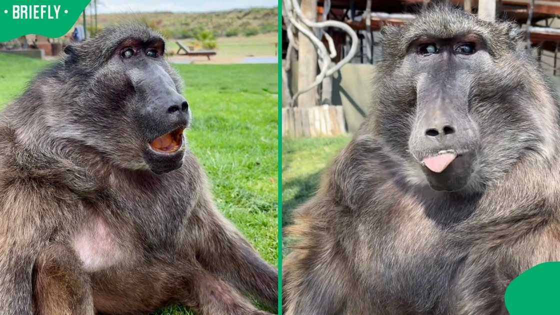 “Cindy the Baboon Does Not Like Towels”: Popular Rescue Animal Shows ...