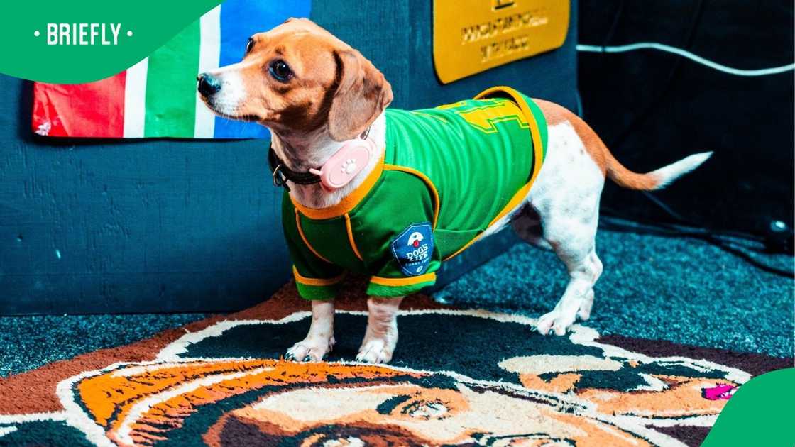 SA Reacts to Tumelo Ramaphosa’s Spoiled Dog on ‘Podcast and Chill ...