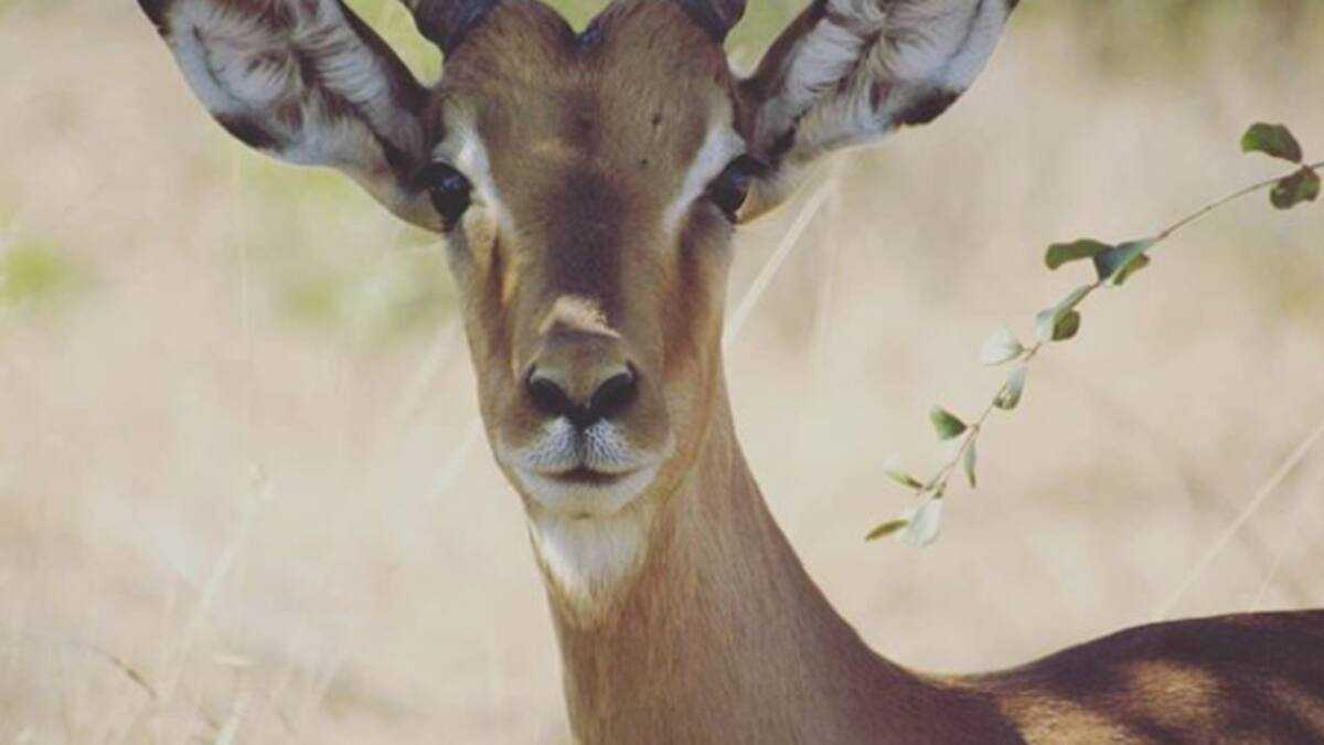 TOP 12 unique facts about the impala explained (with pictures ...