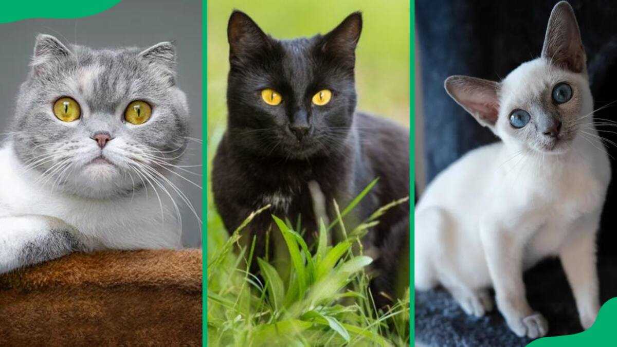 15 large domestic cat breeds that you'll love to cuddle - Briefly.co.za