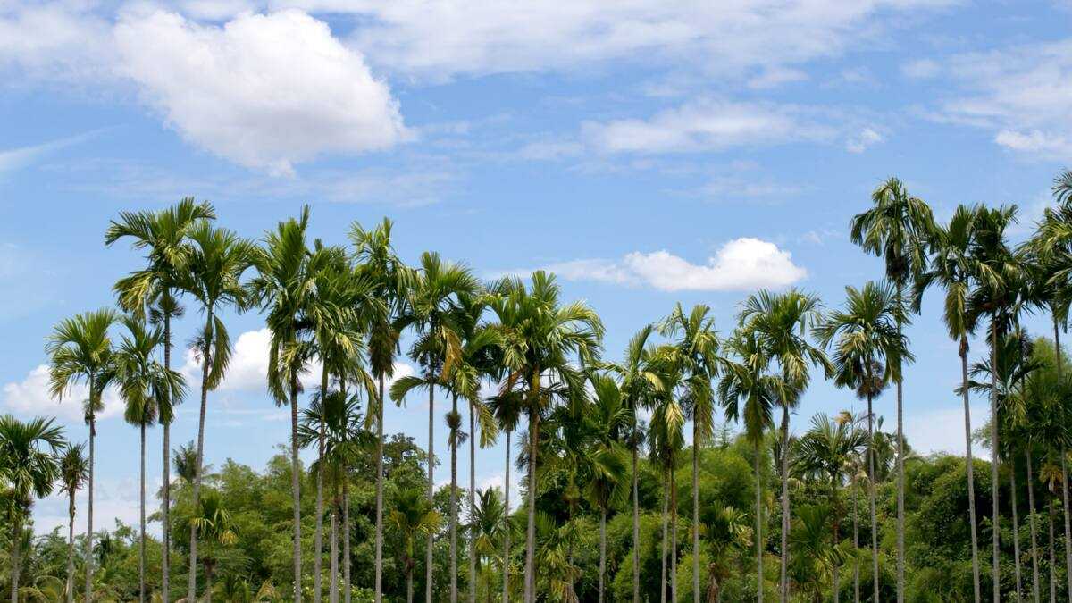 Different types of palm trees in South Africa: everything to know ...