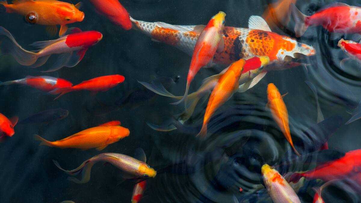 What is the most expensive koi fish in the world? Top 10 list (with ...