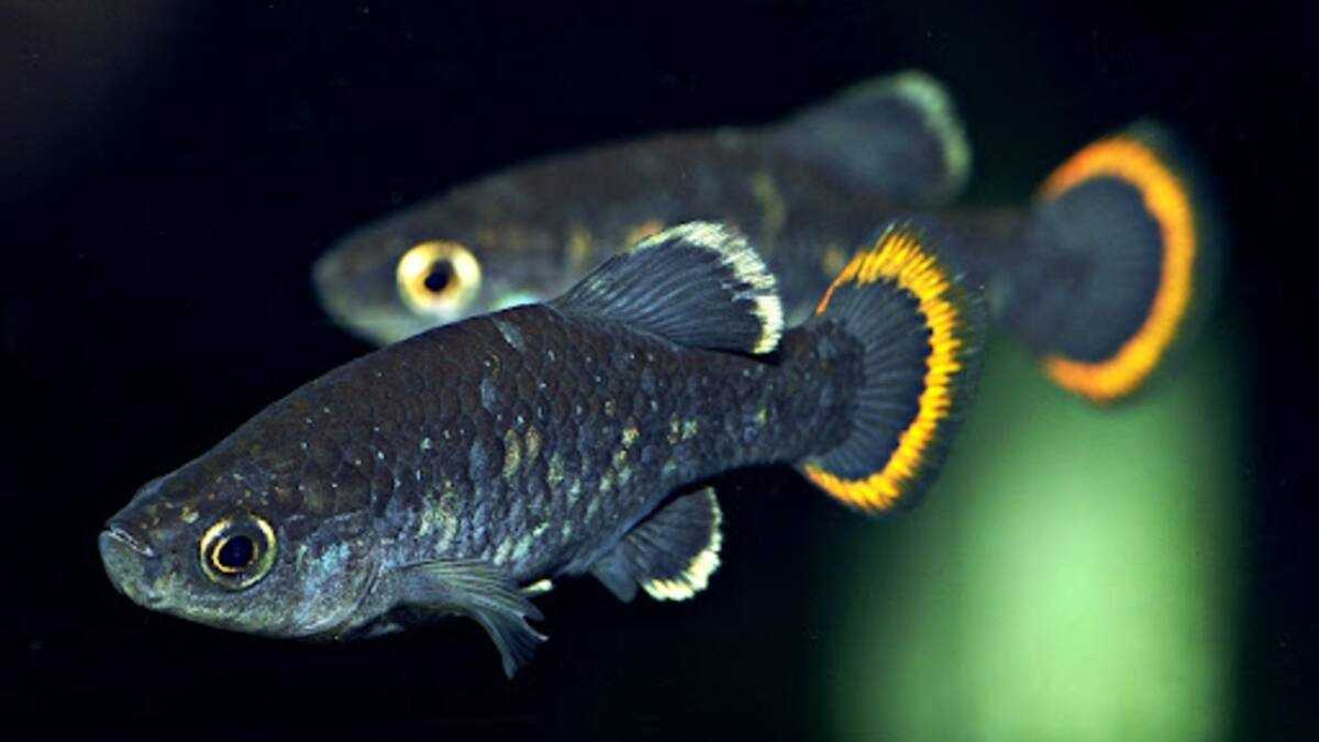 What is the rarest fish in the world? Top 10 list (with images ...