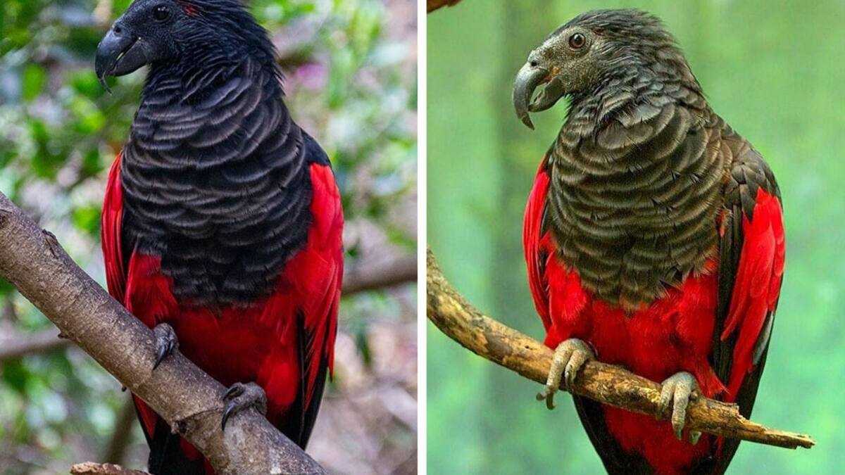 All you need to know about Dracula Parrot: facts and photos - Briefly.co.za