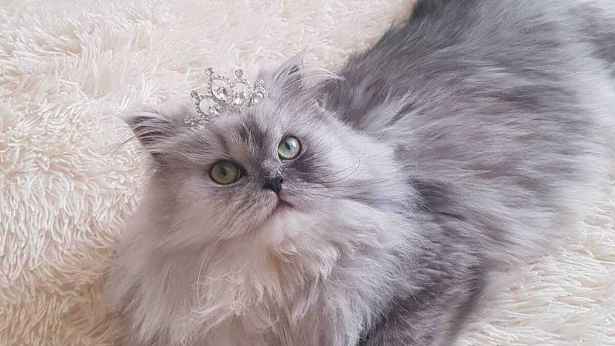 12 most expensive cats in the world (breeds with prices) - Briefly.co.za