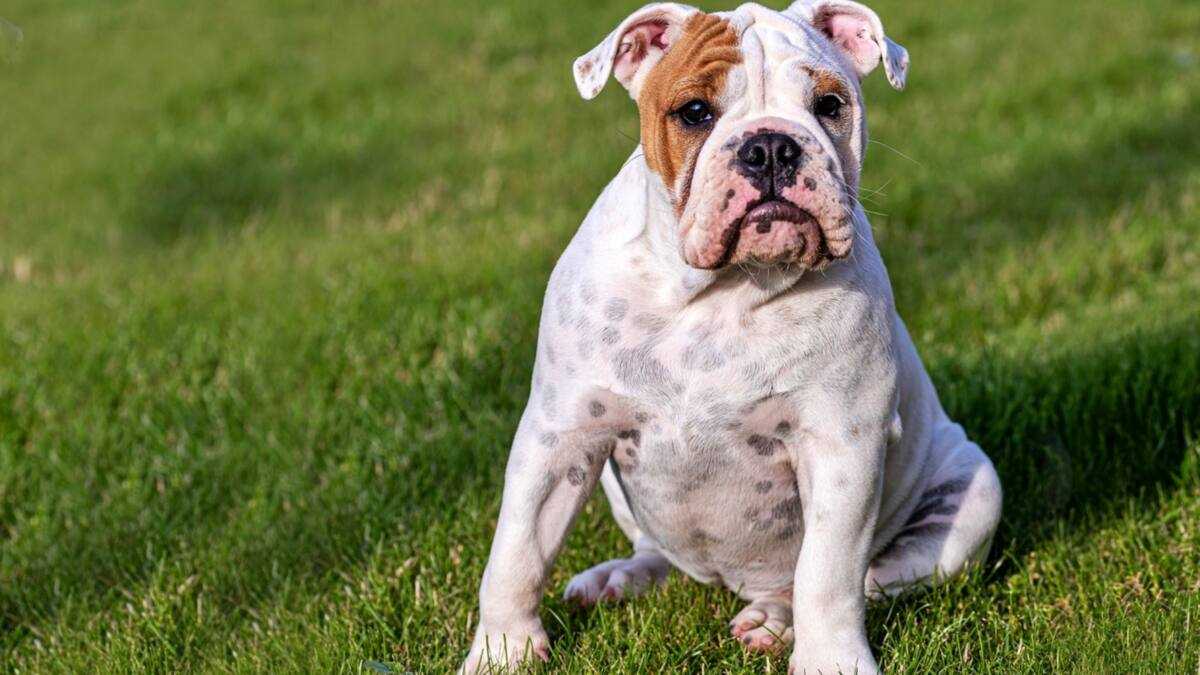 Top 10 gewildste honde rasse in Suid-Afrika (with pictures) - Briefly.co.za