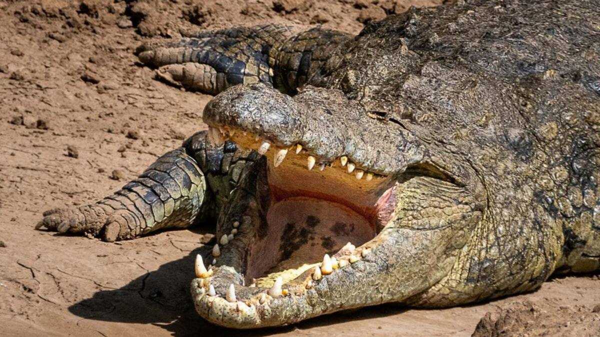 World's most dangerous animals in the world | Top 25 list - Briefly.co.za