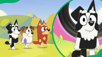 Heart-wrenching sad Bluey episodes that will make you cry - Briefly.co.za