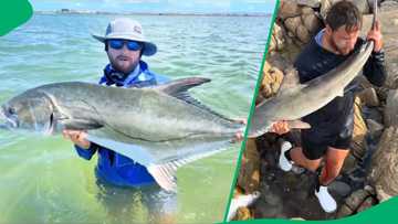 “That’s One Strong Dude”: Heroic Man Carries Hammerhead Shark Back Into ...