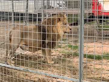 Lion Leaves Mzansi in Stitches After Smacking Phone Out of Man’s Hand ...