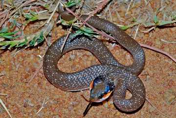 Snakes of South Africa identification guide 2022 with pictures ...