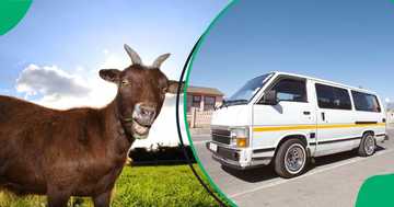 Woman Boards Taxi With Two Goats, Sparking Hilarity Among Passengers ...