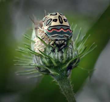 Top 10 most rare insects in the world (2024): Are they poisonous ...