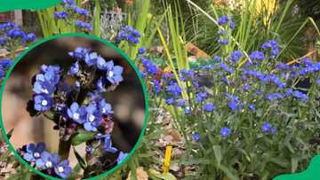 Top 20 most beautiful South African flowers you need to see - Briefly.co.za