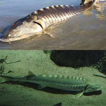 What is the rarest fish in the world? Top 10 list (with images ...