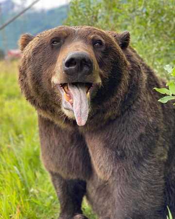 World's most dangerous animals in the world | Top 25 list - Briefly.co.za