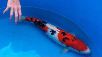 What is the most expensive koi fish in the world? Top 10 list (with ...