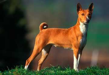 Top most loved dog breeds in South Africa: Top 15 list - Briefly.co.za