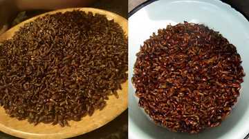 All about Tsonga culture: people, history, cuisine, and traditional ...