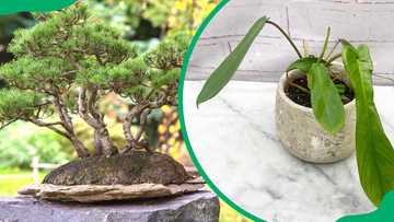 Top 15 most expensive plants in the world in 2024 ranked - Briefly.co.za