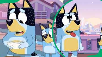 Heart-wrenching sad Bluey episodes that will make you cry - Briefly.co.za