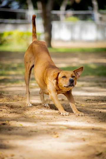Dog Unexpectedly Chasing People Leaves Bystanders in Fits of Laughter ...