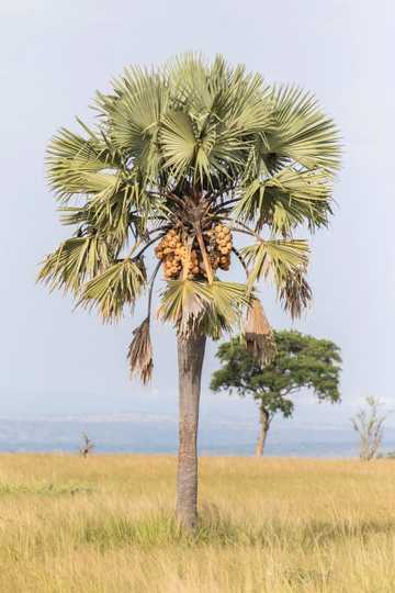 Different types of palm trees in South Africa: everything to know ...