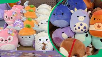 What is the rarest Squishmallow in 2024? Top 20 list (with images ...