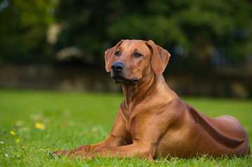 Top most loved dog breeds in South Africa: Top 15 list - Briefly.co.za