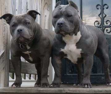 15 best guard dogs in South Africa (breeds with pictures) - Briefly.co.za