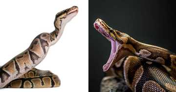 5-Year-Old Boy Lucky to Be Alive After 3-Metre-Long Python Bit and ...