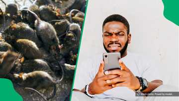 “Be Careful”: Gauteng Man Warns Shoppers After Seeing a Rat Infestation ...