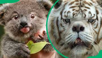 Animals with Down syndrome: What is real and what is not? - Briefly.co.za