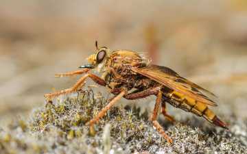 Top 10 most rare insects in the world (2024): Are they poisonous ...