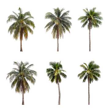 Different types of palm trees in South Africa: everything to know ...