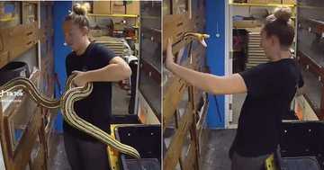 Woman Flips Off Snake for Trying to Bite Her, TikTok of Funny Video ...