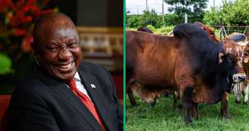 Cyril Ramaphosa Splurges R3.5 Million on Record-Breaking Bid for Boran ...