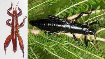 Top 10 most rare insects in the world (2024): Are they poisonous ...