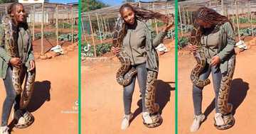 TikTok Video of Brave Woman Posing With a Huge Snake Gives Mzansi the ...