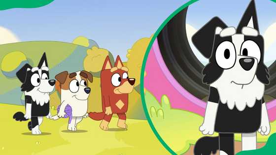 Heart-wrenching sad Bluey episodes that will make you cry - Briefly.co.za