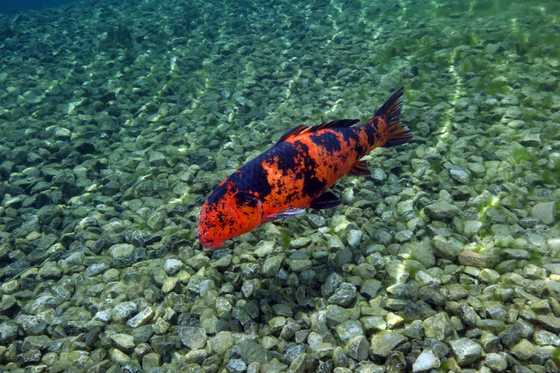 What is the most expensive koi fish in the world? Top 10 list (with ...