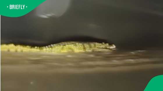 “Where Was It Hiding All Along?”: Crocodile Spotted in Uitenhage’s ...