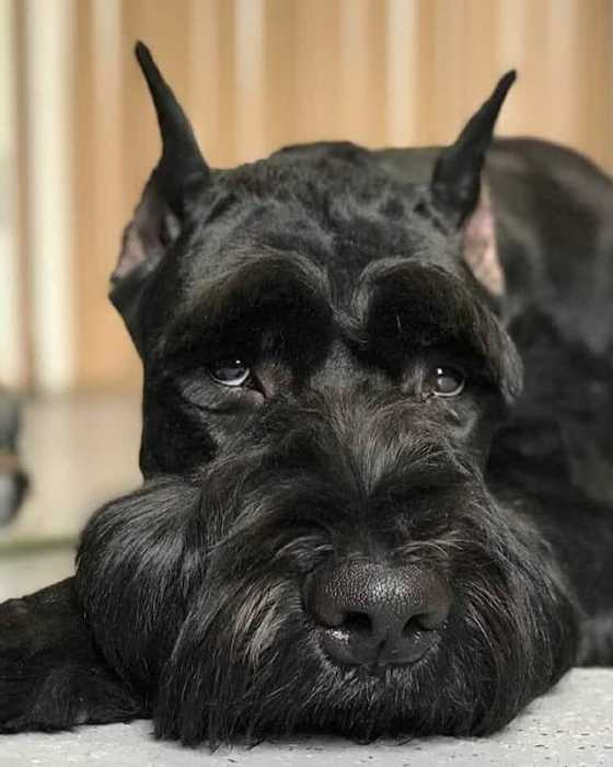 15 best guard dogs in South Africa (breeds with pictures) - Briefly.co.za