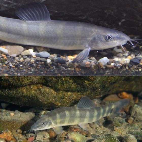 What is the rarest fish in the world? Top 10 list (with images ...