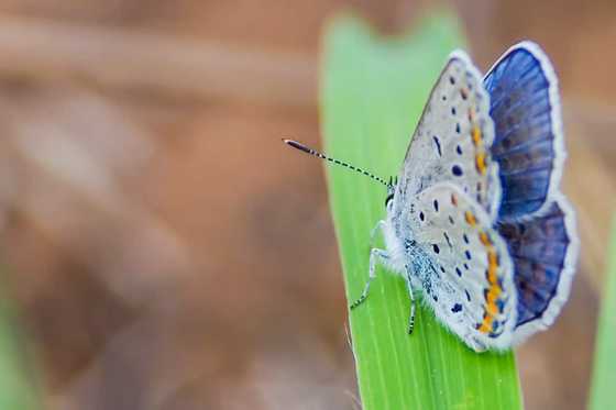 Top 10 most rare insects in the world (2024): Are they poisonous ...
