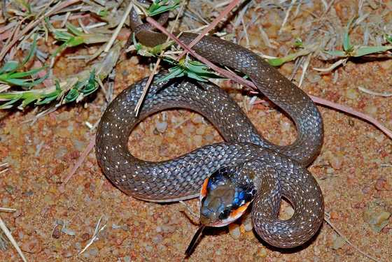Snakes of South Africa identification guide 2022 with pictures ...