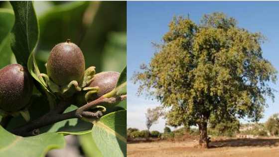 Top trees in South Africa: A-Z exhaustive list with images - Briefly.co.za