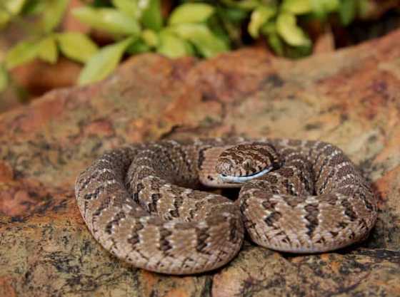 Snakes of South Africa identification guide 2022 with pictures ...