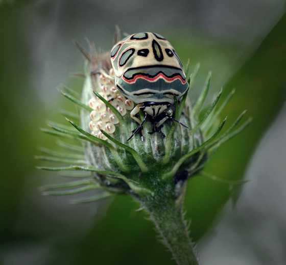 Top 10 most rare insects in the world (2024): Are they poisonous ...