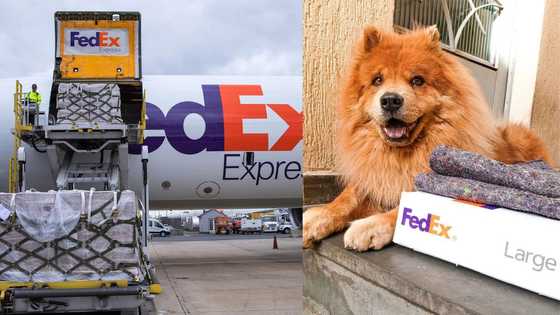 FedEx's contact number, address, locations, business hours in 2022 ...